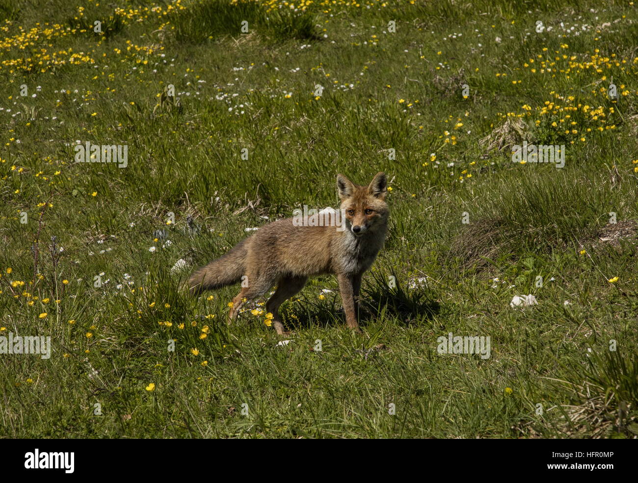 Red Fox,in flowery grassland in spring Stock Photo - Alamy
