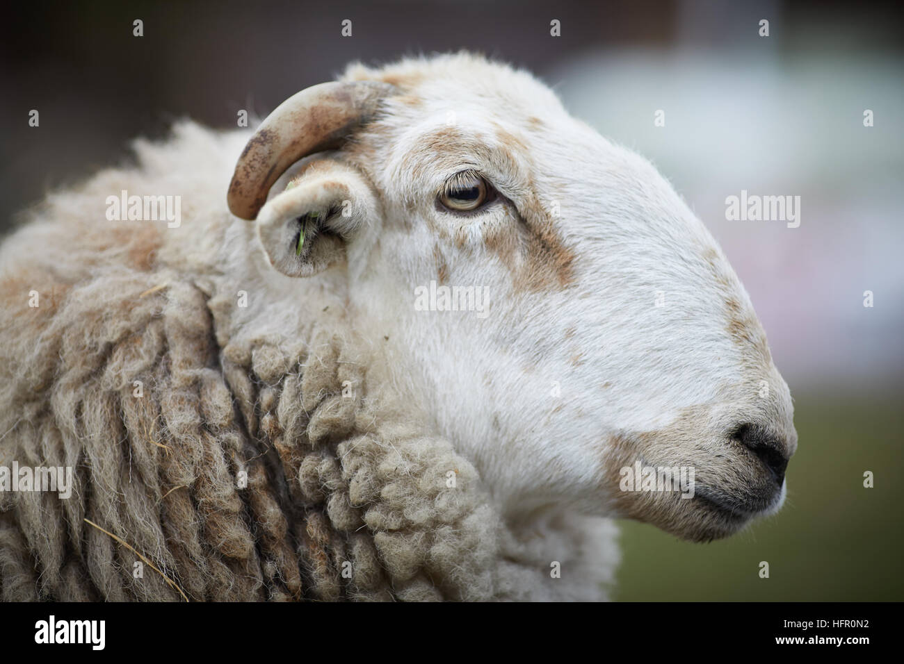 Rams head owned by a charity Stock Photo - Alamy