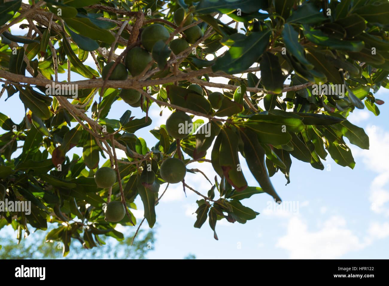 Macadamia nuts on the evergreen tree, macadamia plantation - expensive ...