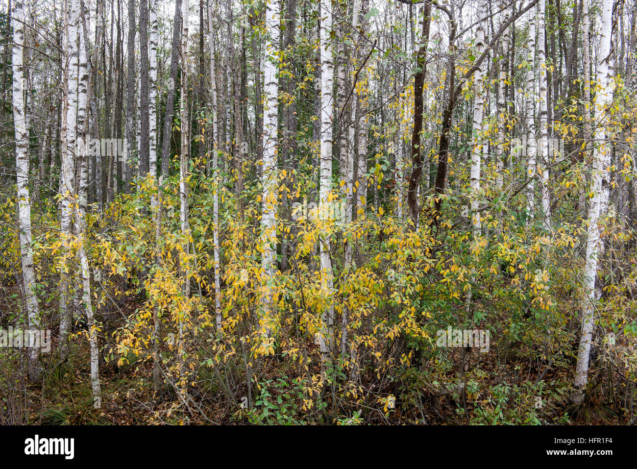 Autumn in the birch forest, Alam-Pedja nature reserve, Estonia Stock ...