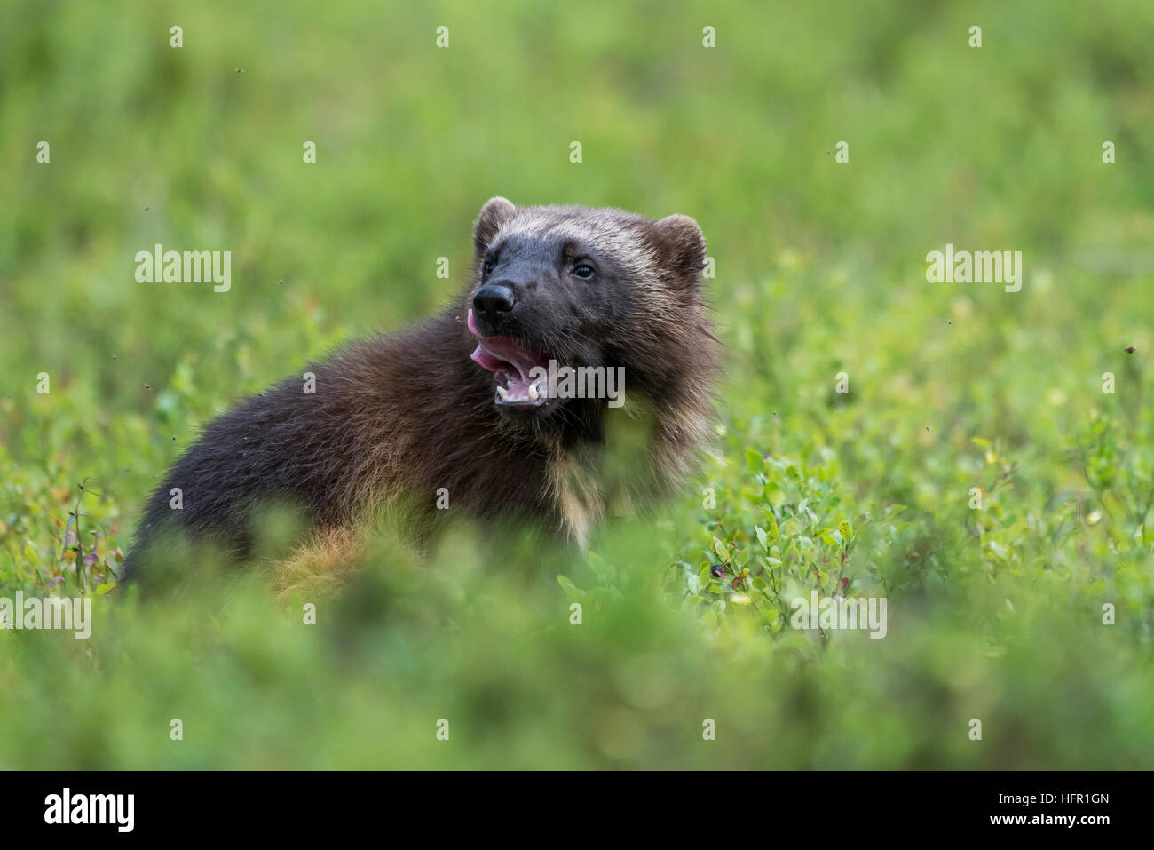 Wolverine sitting in blueberry bush Stock Photo - Alamy
