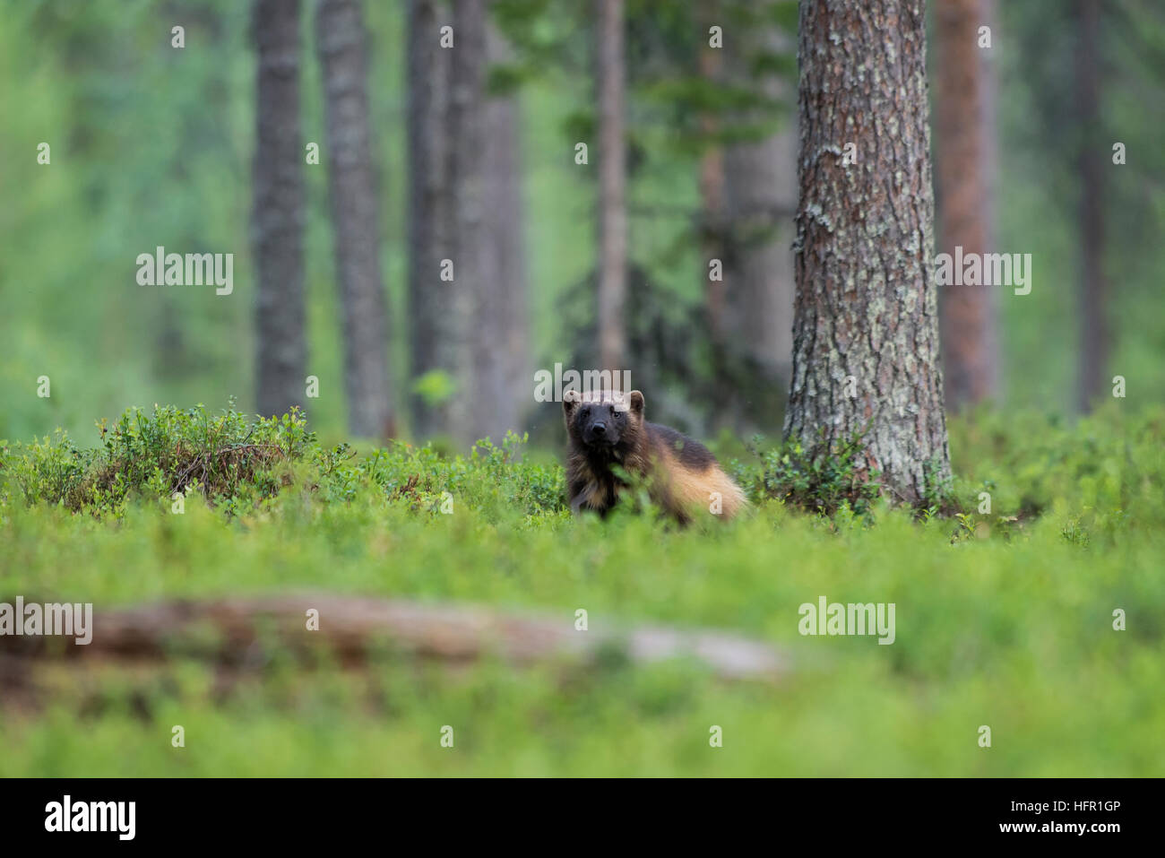 Wolverine in the taiga forest, Finland Stock Photo - Alamy