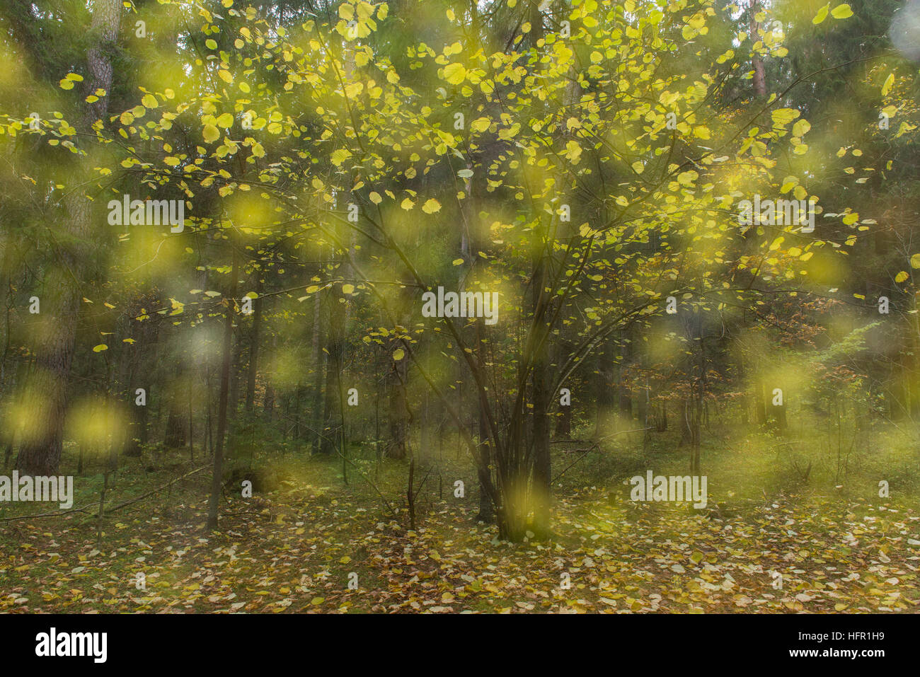 Autumnal hazel tree in the woods Stock Photo - Alamy