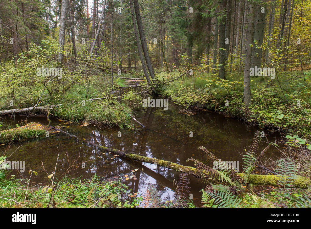 Shallow river in the forest Stock Photo - Alamy