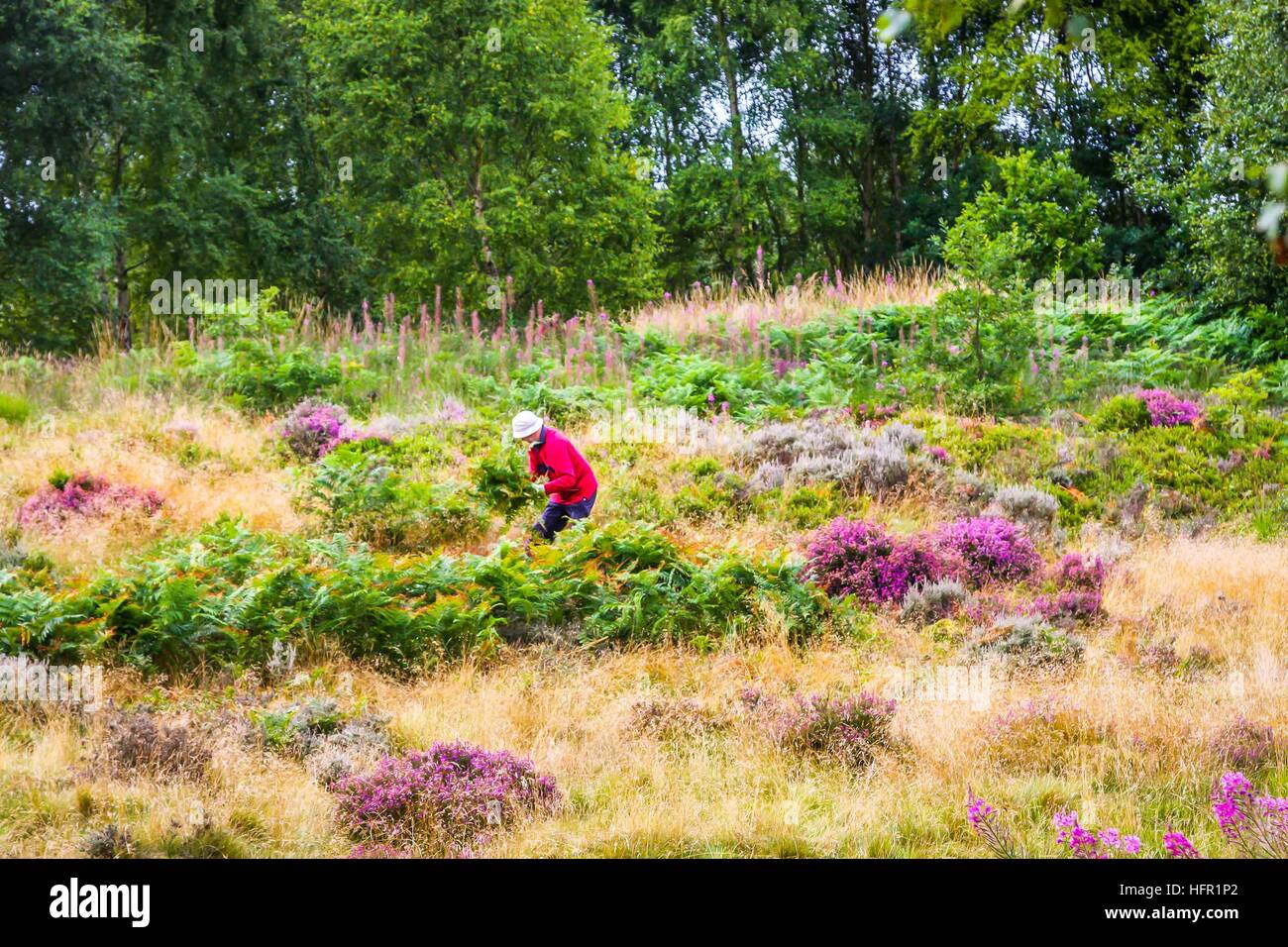 Highgate common management hi-res stock photography and images - Alamy