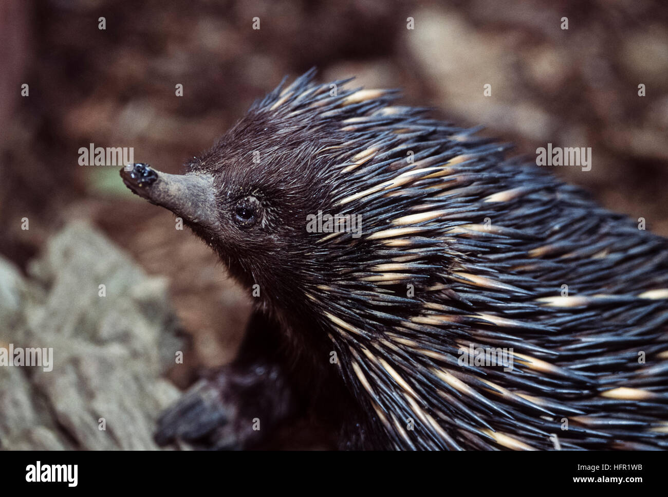 Short-beaked echidna,Tachyglossus aculeatus,Queensland,Australia Stock ...