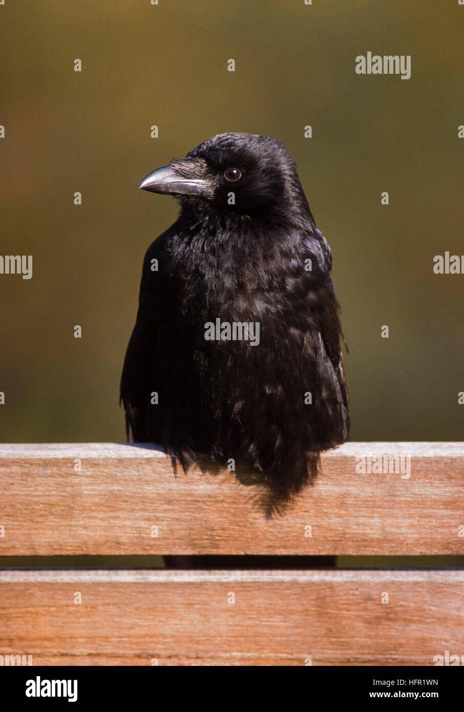 Juvenile crow hi-res stock photography and images - Alamy