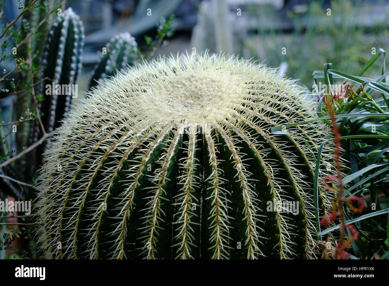 Big round cactus hi-res stock photography and images - Alamy