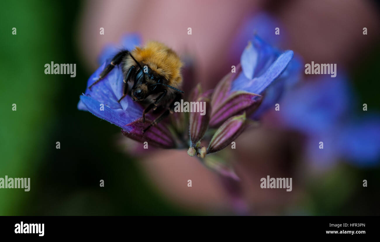 A bumblebee staring into the camera Stock Photo - Alamy