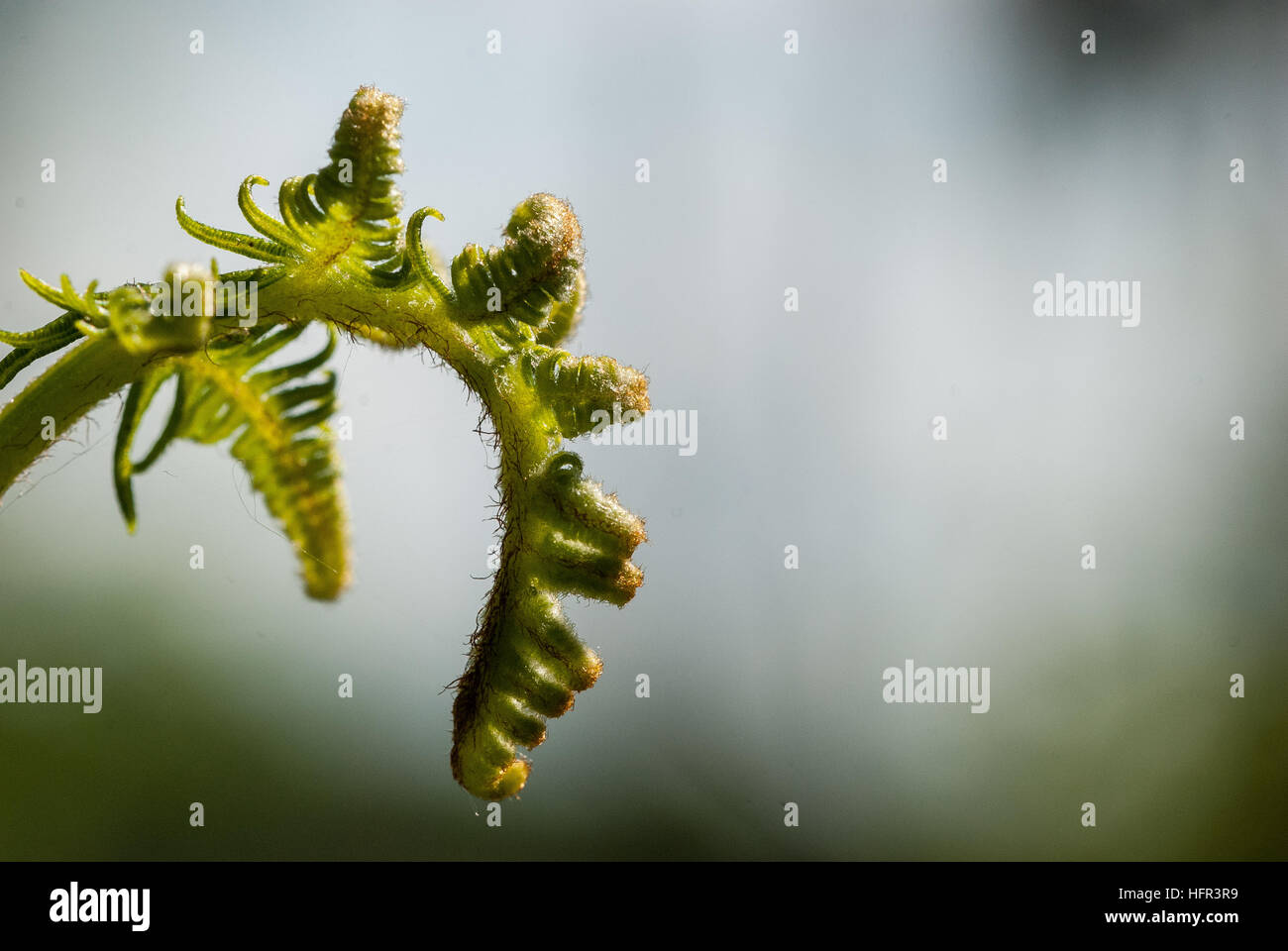 A new fern opening Stock Photo - Alamy