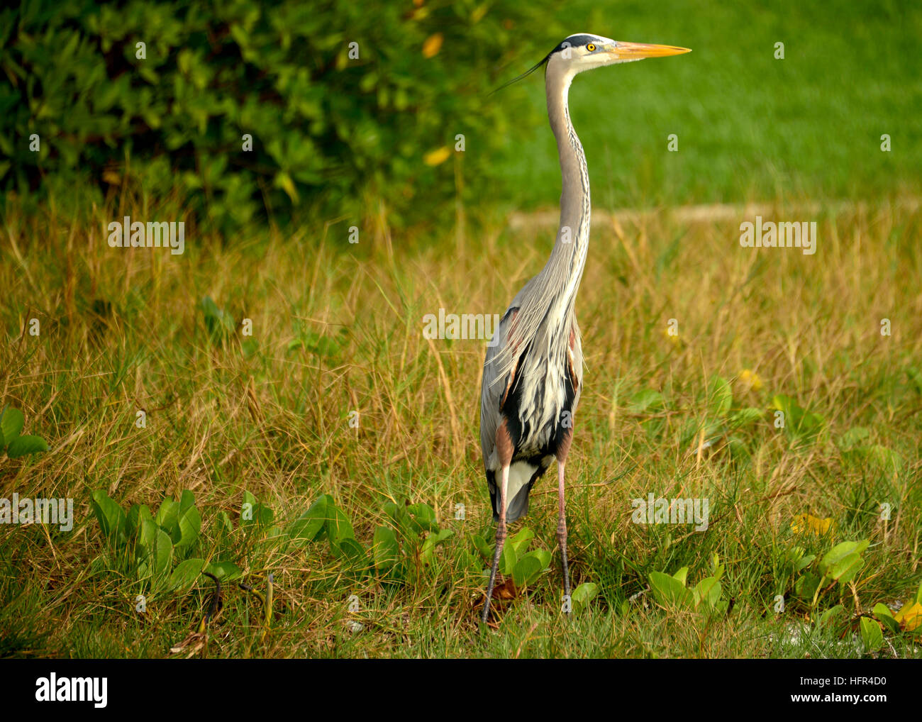 Alone bird hi-res stock photography and images - Alamy