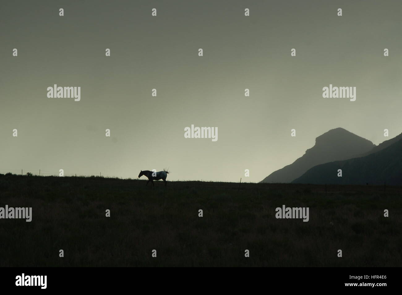 A horse wandering through an empty ranch in cloudy weather near ...