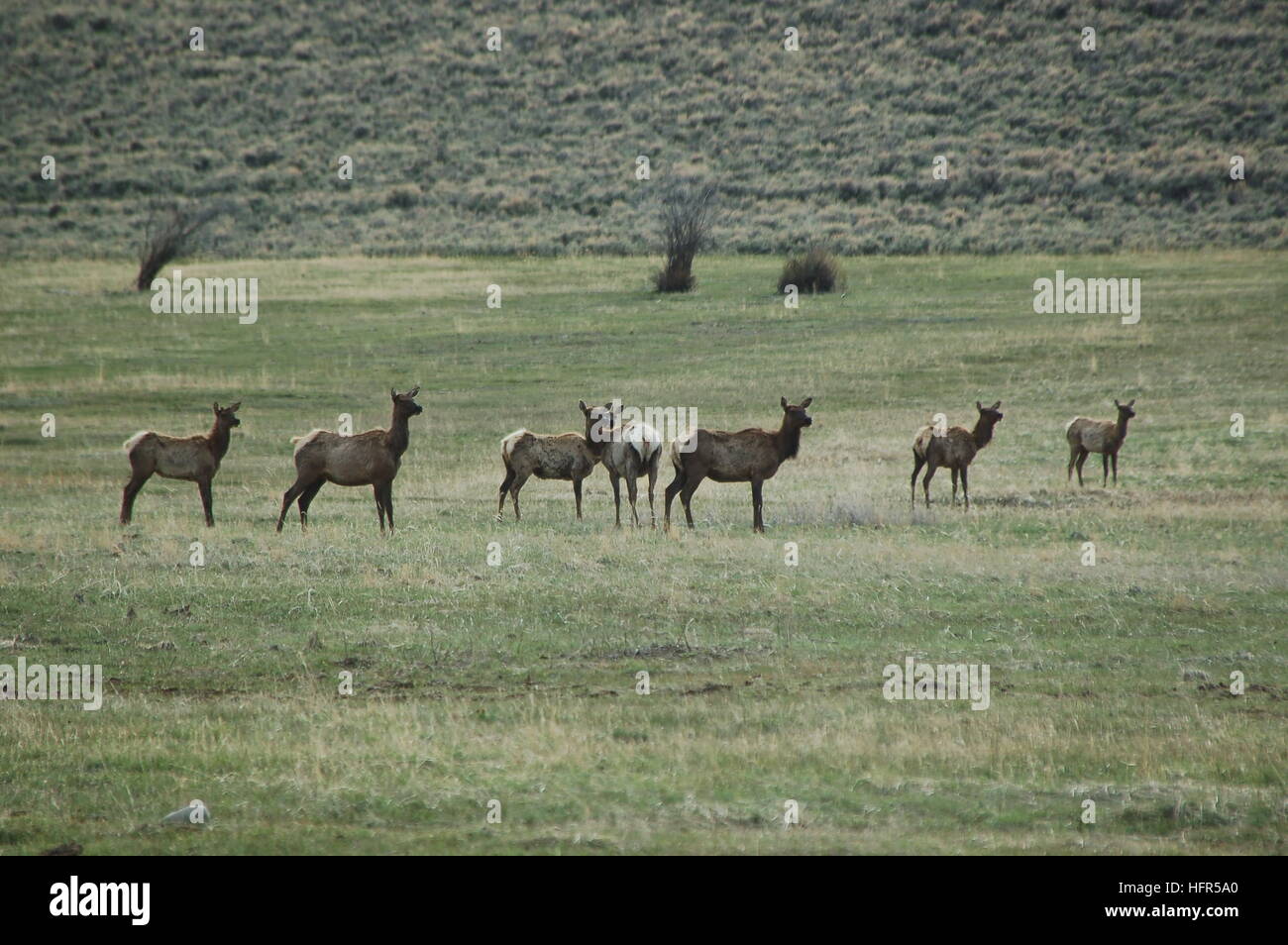 Elk Herd High Resolution Stock Photography and Images - Alamy