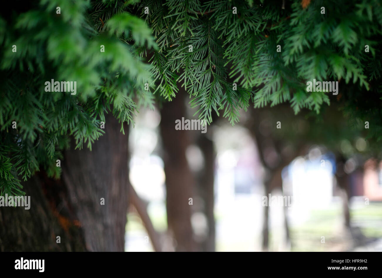 tree leaves with a unfocused background Stock Photo - Alamy