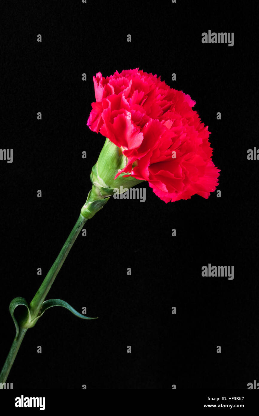 Single stem red carnation dianthus hi-res stock photography and images ...