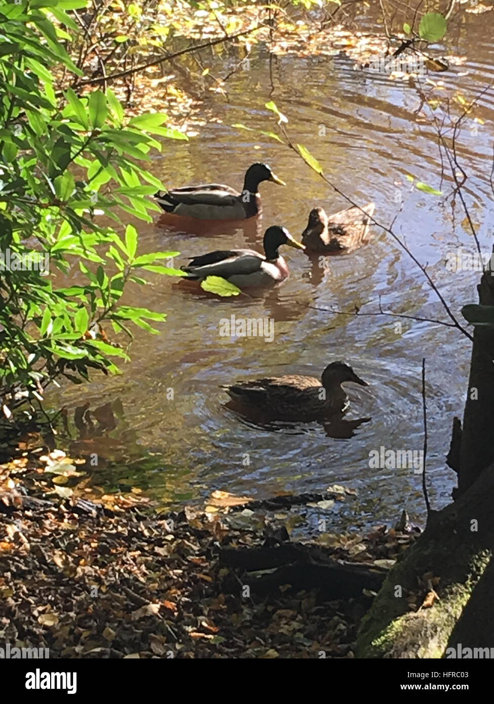 Ducks by pond hi-res stock photography and images - Alamy