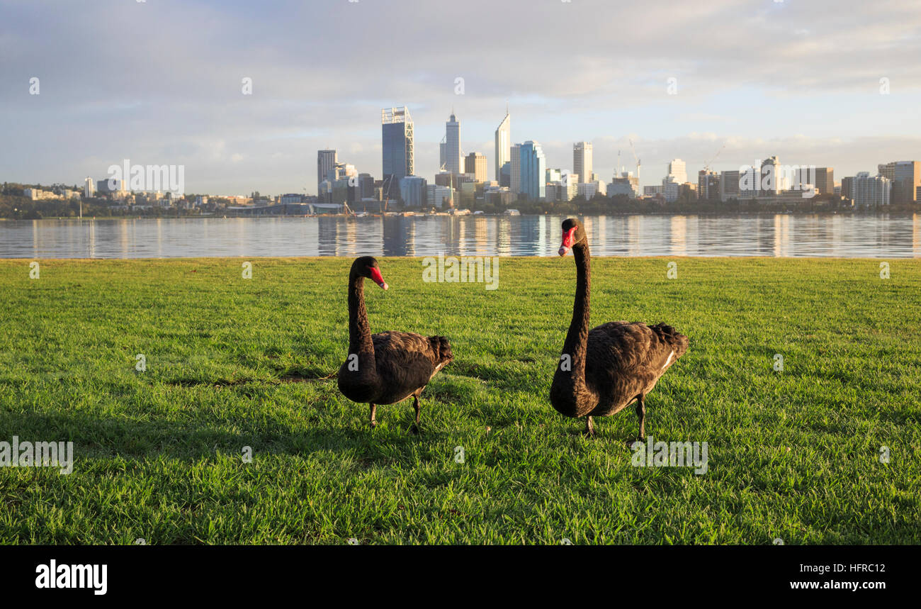 Two black swans at South Perth foreshore with Perth city and the Swan ...