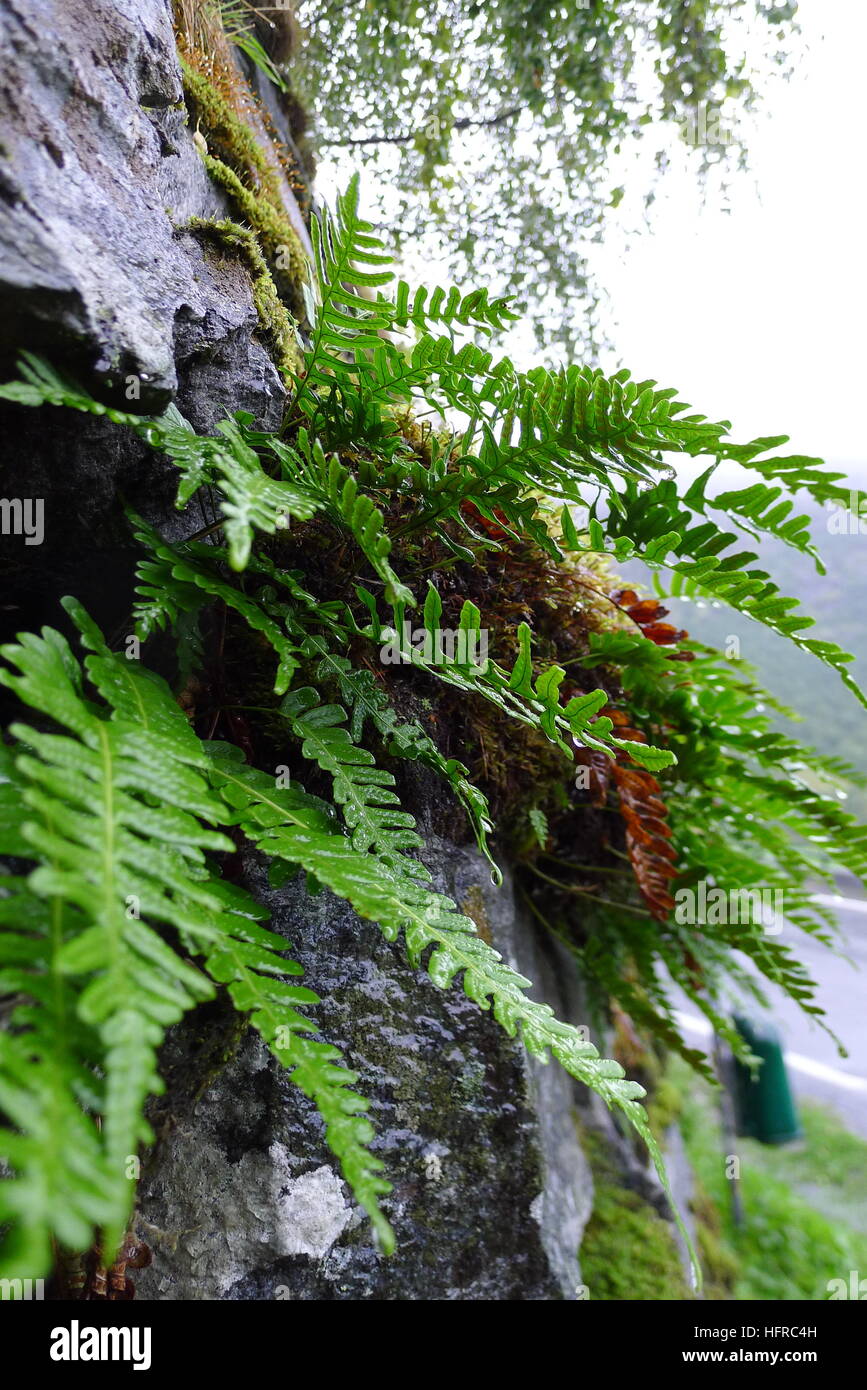 Native tasmanian flora hi-res stock photography and images - Alamy