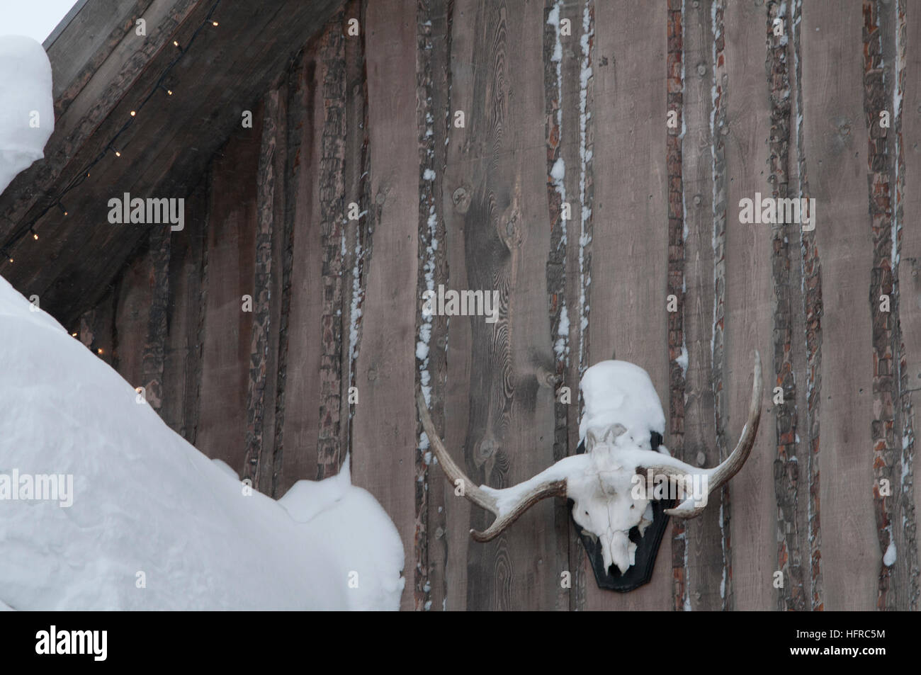 skeleton reindeer hanging on the wall of a barn Stock Photo - Alamy