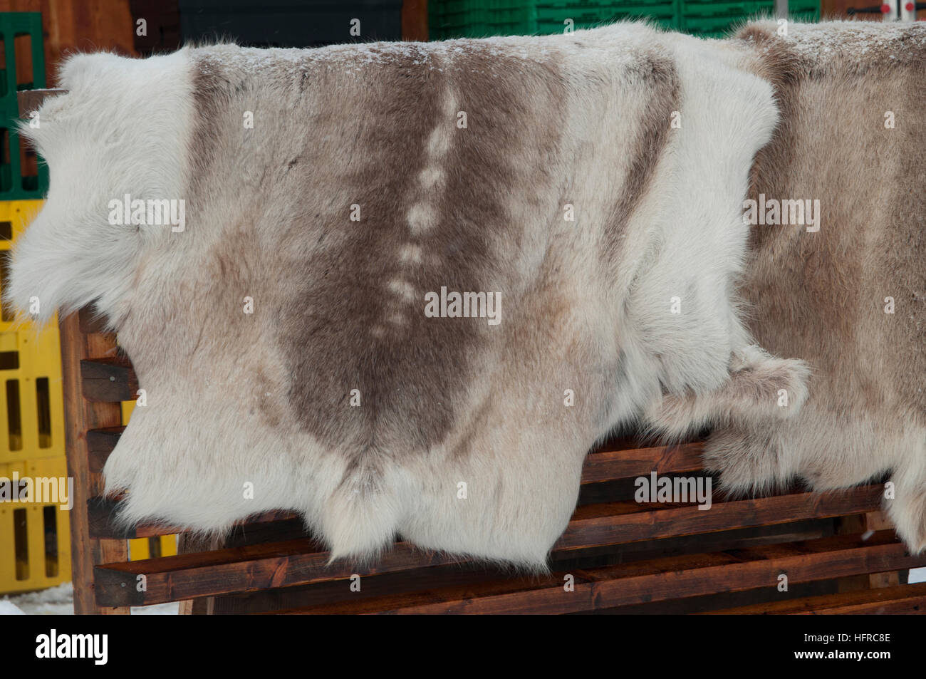 Cow skin drying in sun hi-res stock photography and images - Alamy