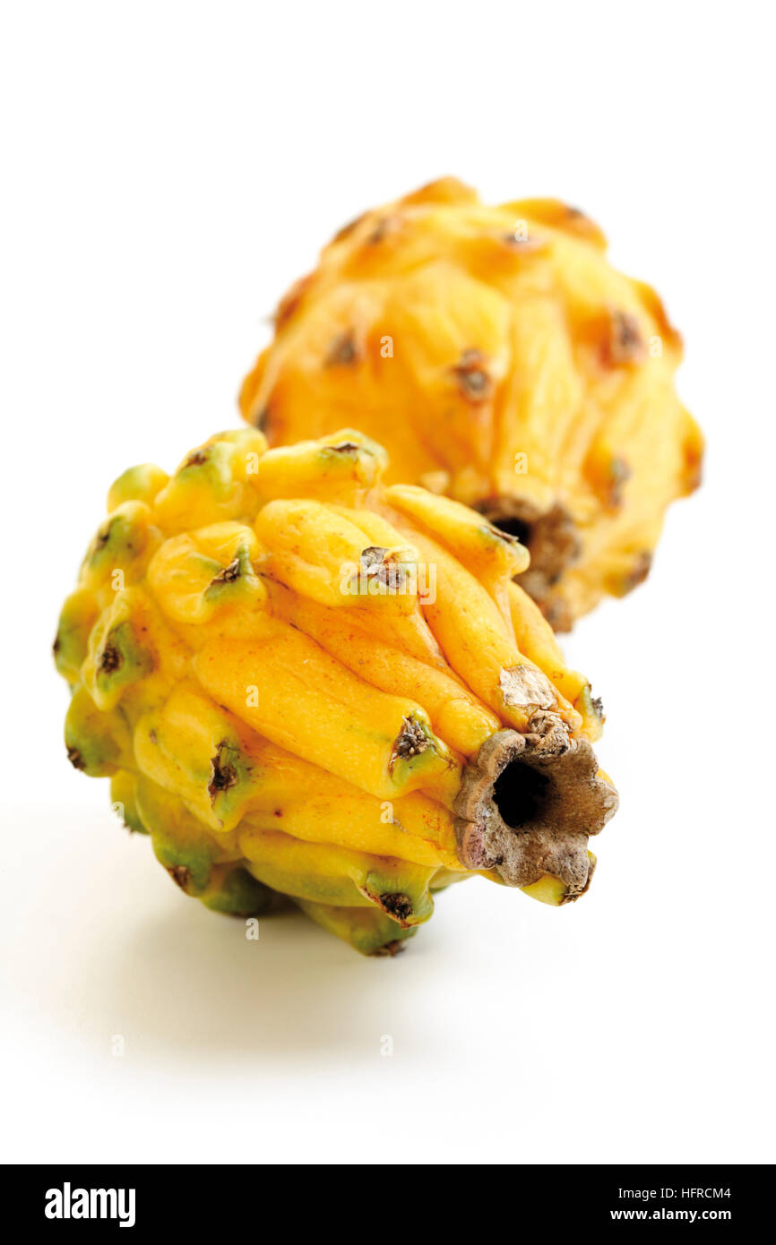 Yellow Pitaya (Hylocereus Stock Photo - Alamy