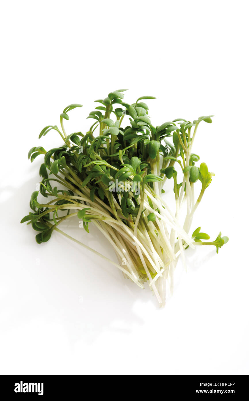 Lepidium peppergrass Cut Out Stock Images & Pictures - Alamy