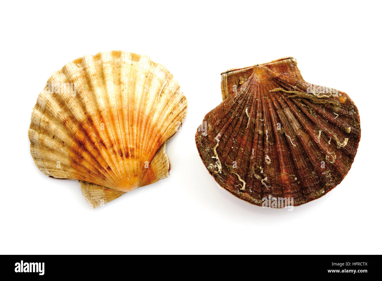 Venus clams (Veneridae Stock Photo - Alamy