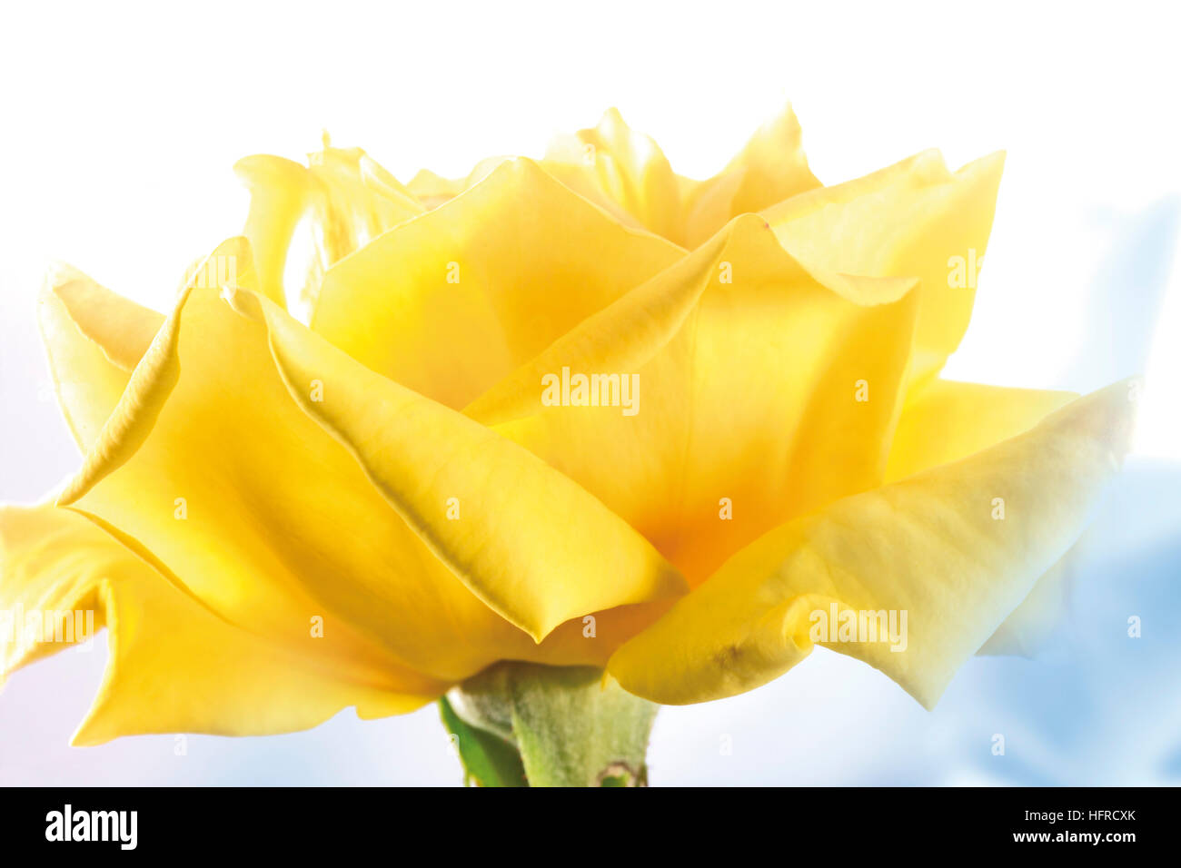 Floribunda rose varieties hi-res stock photography and images - Alamy