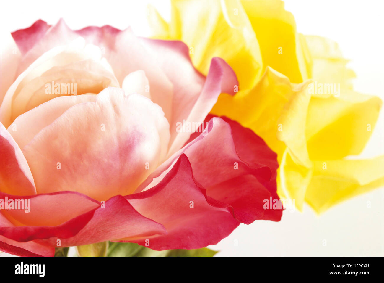 Yellow and pink roses, closeup Stock Photo - Alamy