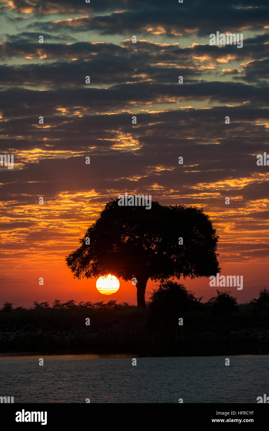Sunrise behind tree at the Chobe River, Chobe National Park, border ...