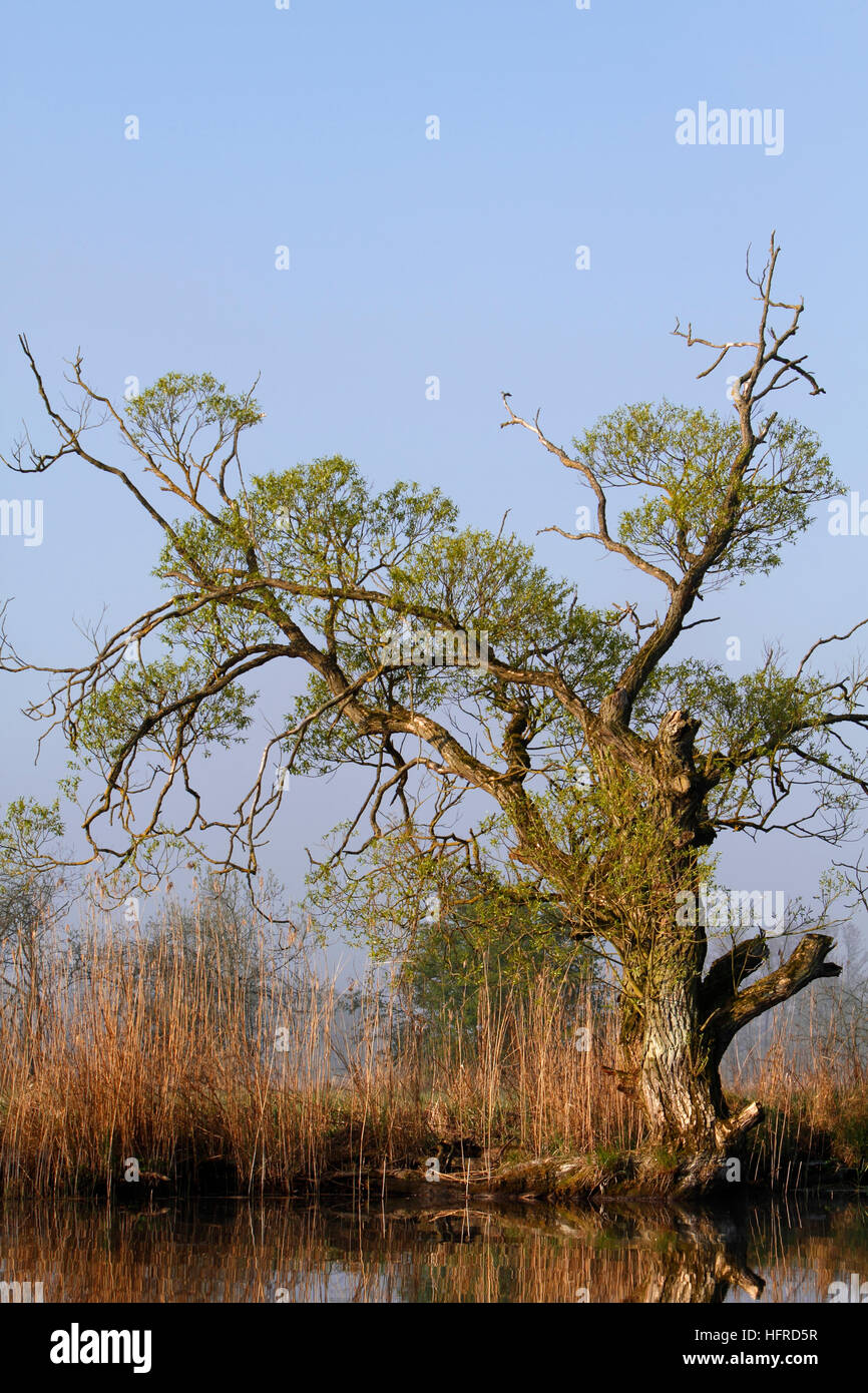 Old willow tree hi-res stock photography and images - Alamy