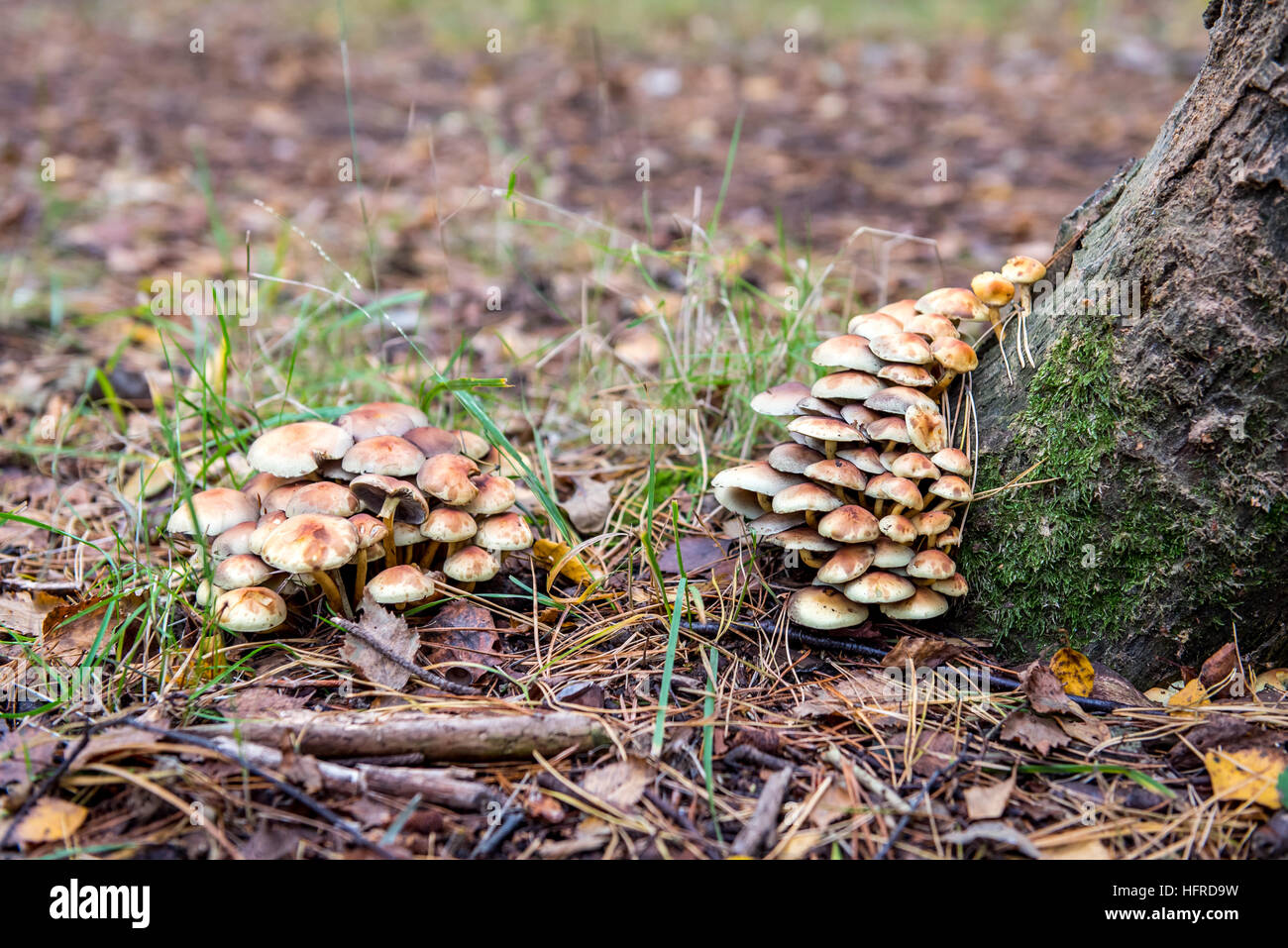 Funghi forest england hi-res stock photography and images - Alamy