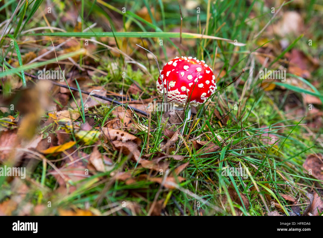 Berkshire forest hi-res stock photography and images - Alamy