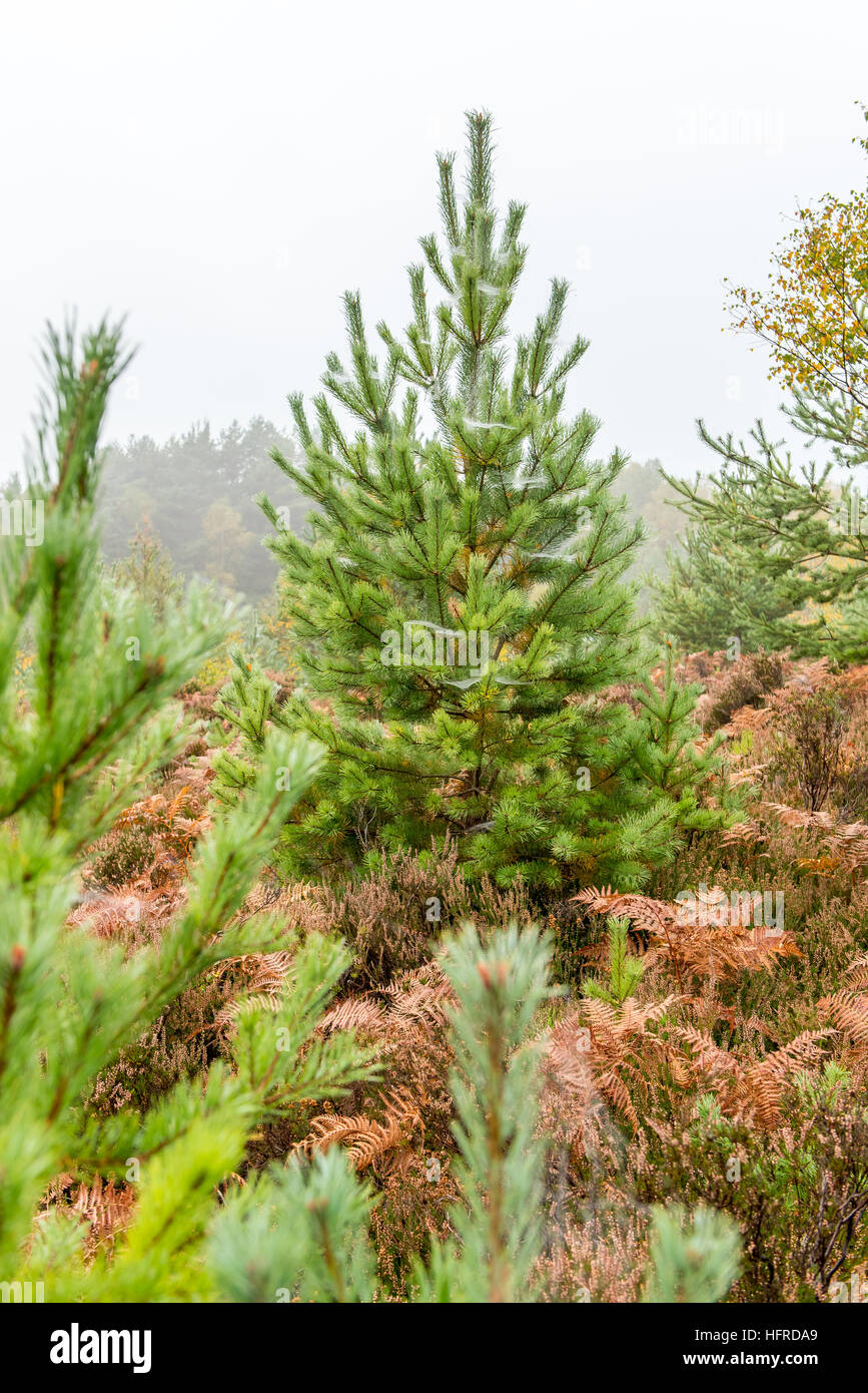 Real Christmas tree Stock Photo - Alamy