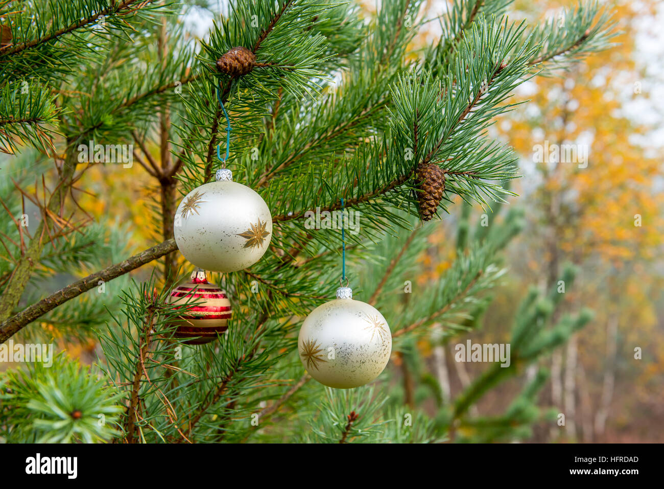 Real christmas tree hi-res stock photography and images - Alamy