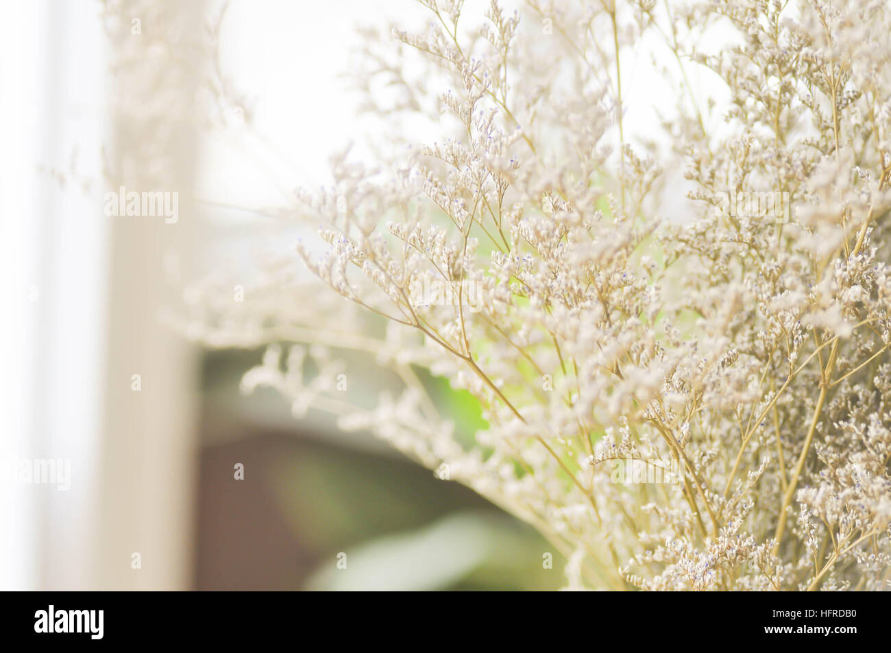 Purple caspia hi-res stock photography and images - Alamy