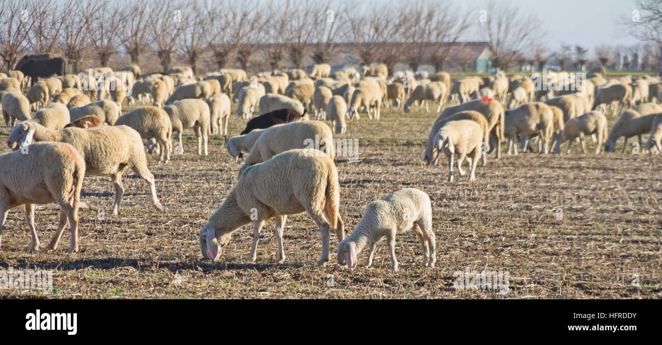 A flock of sheep Stock Photo - Alamy