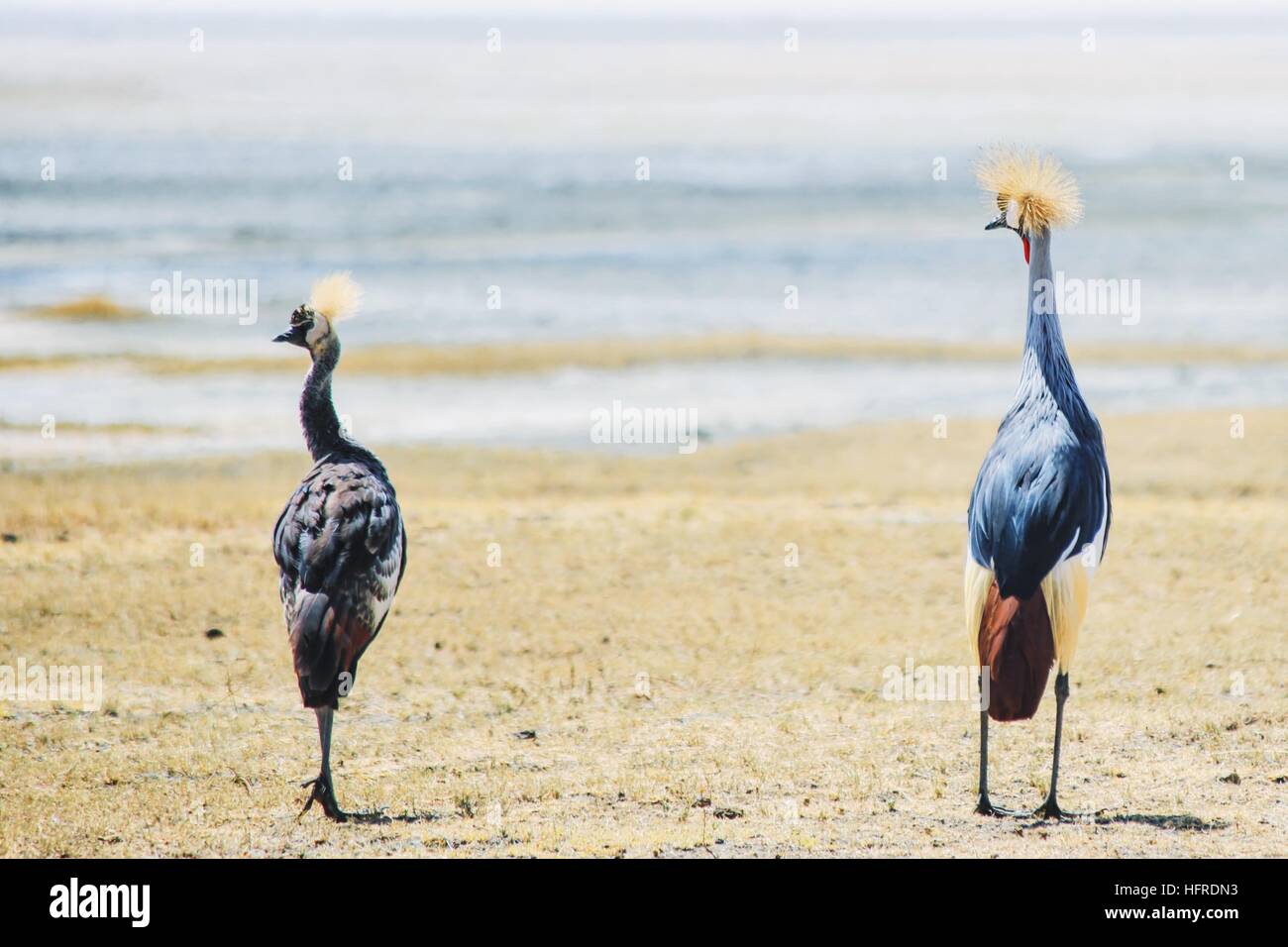 Serengeti birdlife hi-res stock photography and images - Alamy