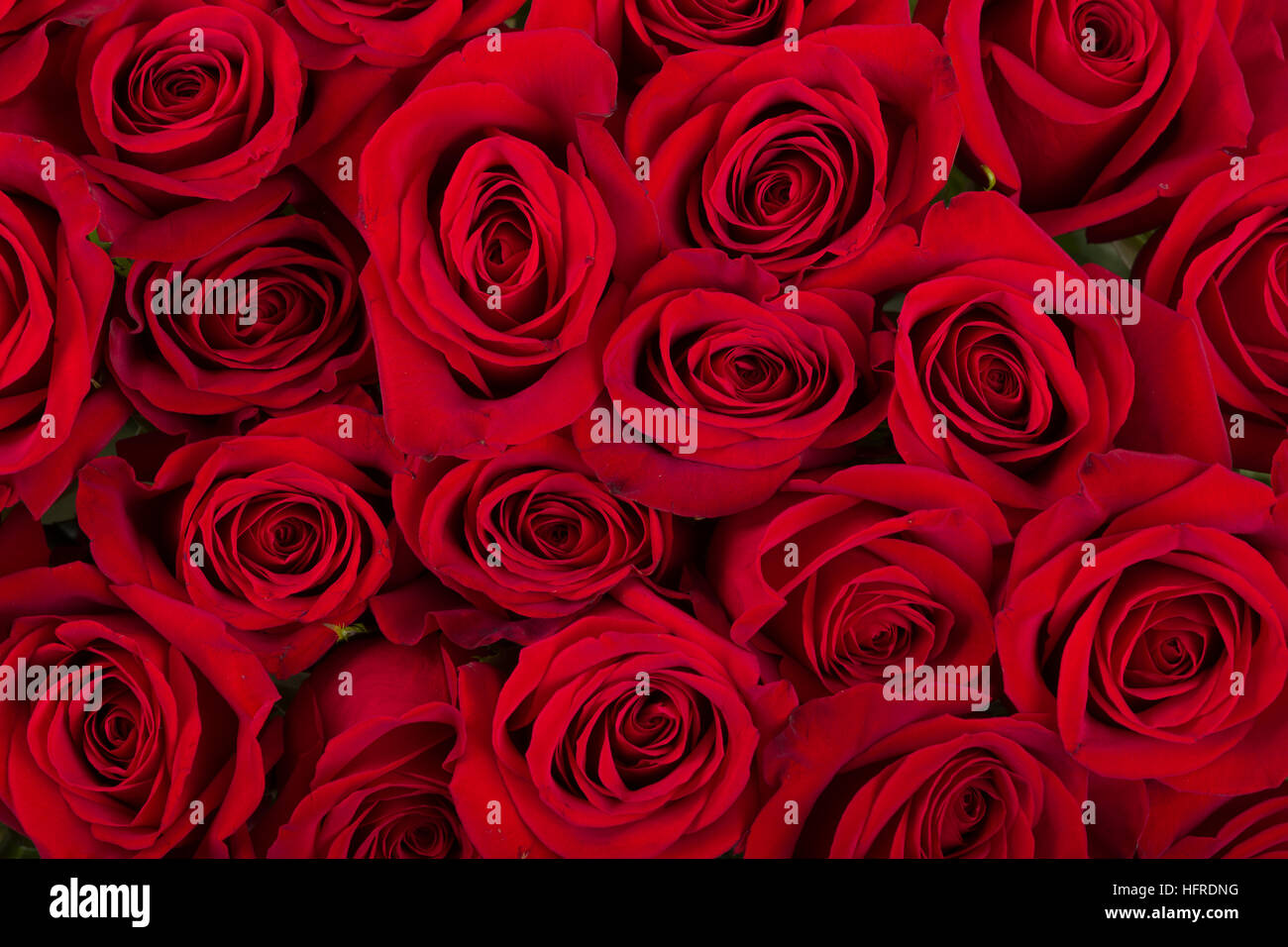 Bouquet of fresh red roses as valentine background Stock Photo - Alamy