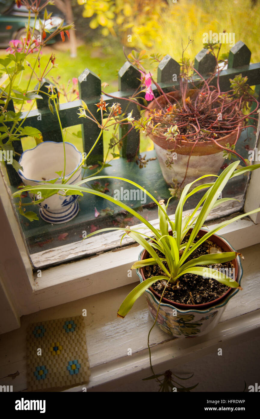 A window view, green pot plant Stock Photo - Alamy