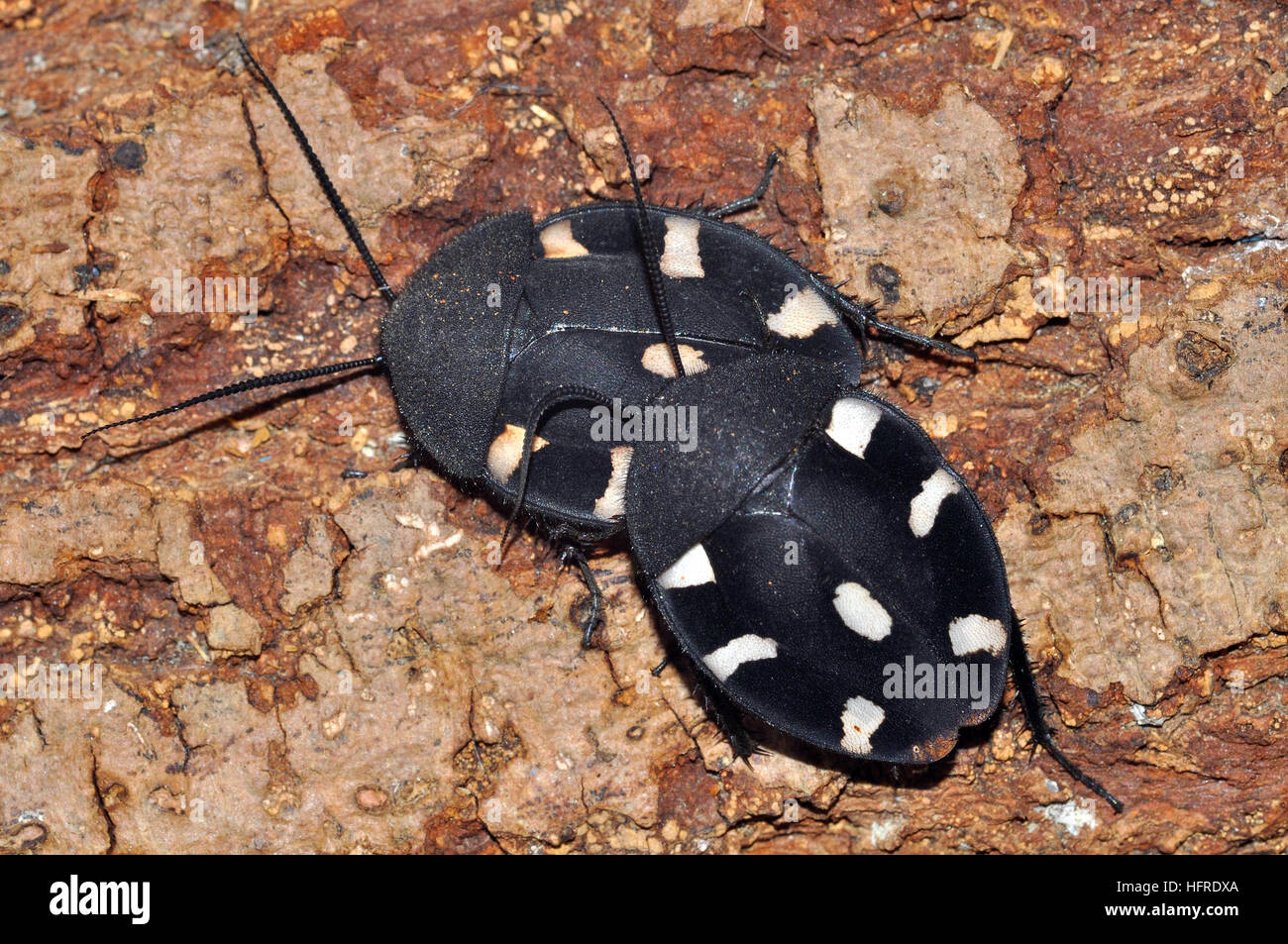 Indian Domino Cockroach (Therea petiveriana Stock Photo - Alamy