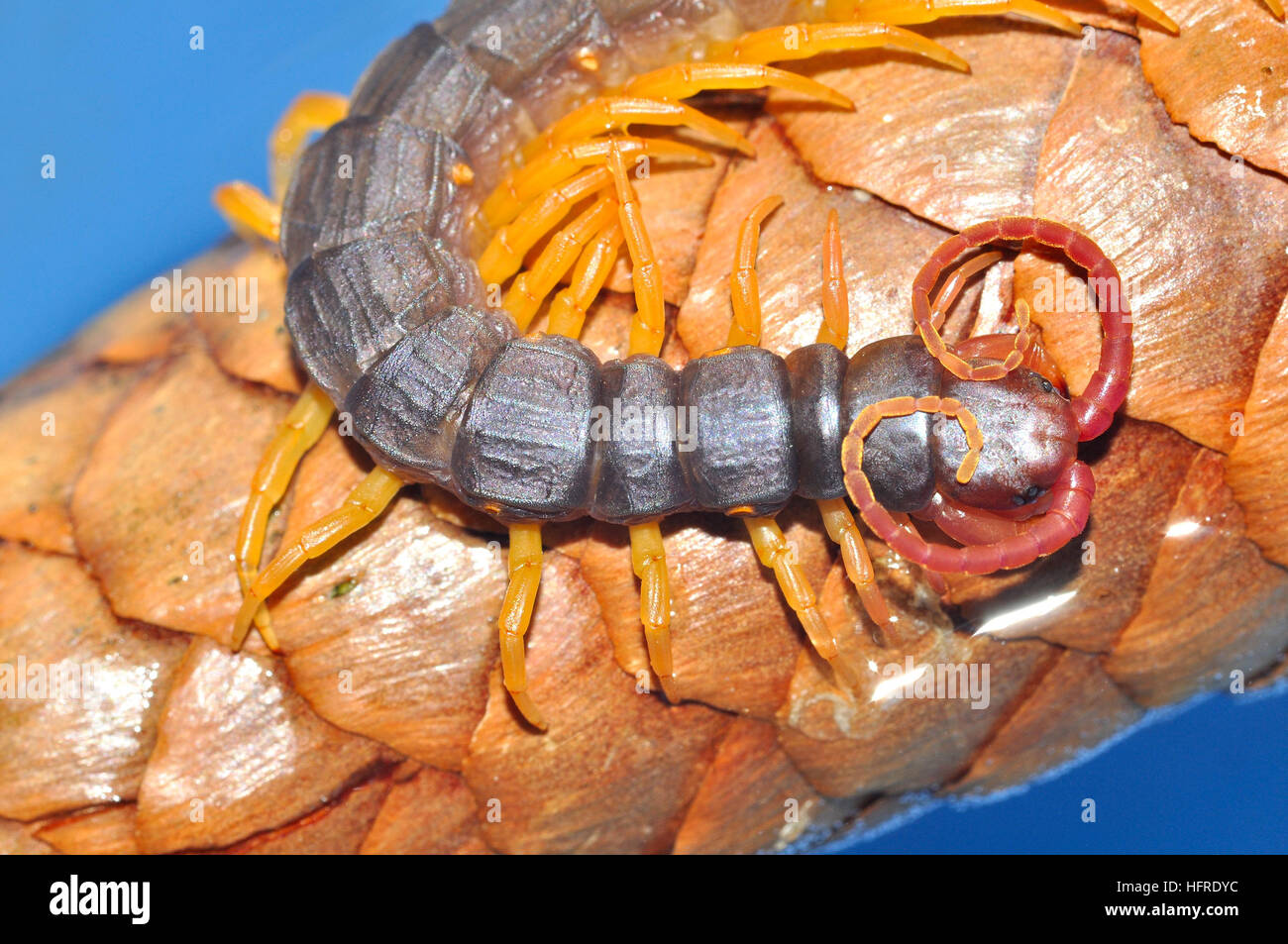 Flag Tail or Feather leg Centipede (Alipes sp Stock Photo - Alamy