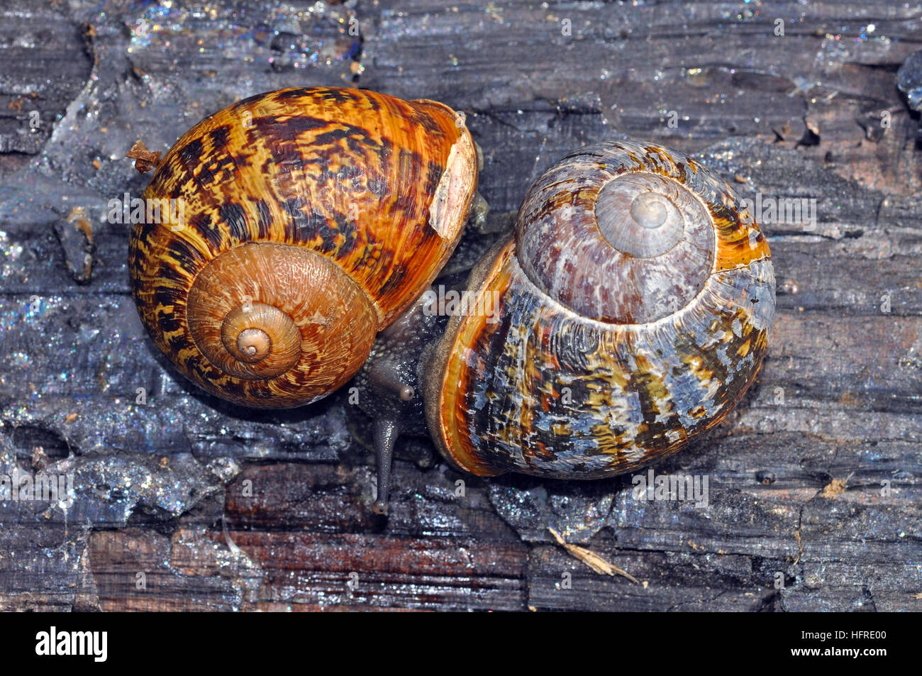 Common british snails hi-res stock photography and images - Alamy