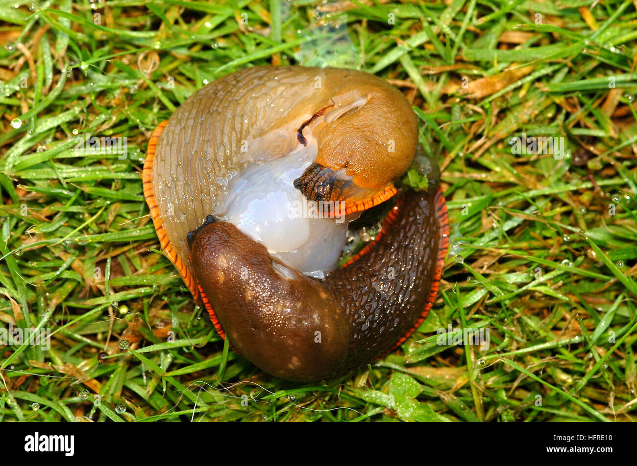 Large Red Slugs Mating (Arion rufus Stock Photo - Alamy