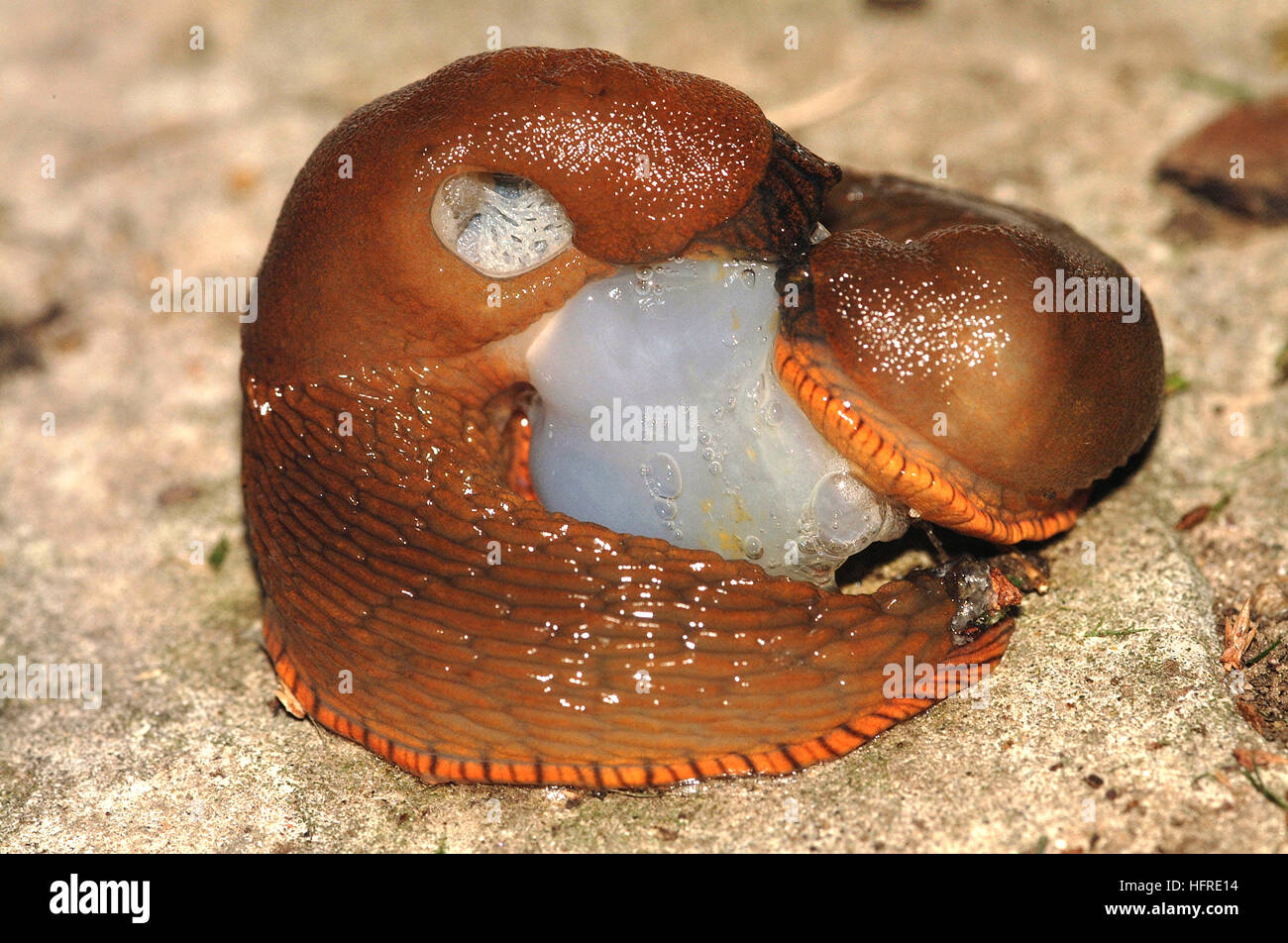 Large Red Slugs Mating (Arion rufus Stock Photo - Alamy