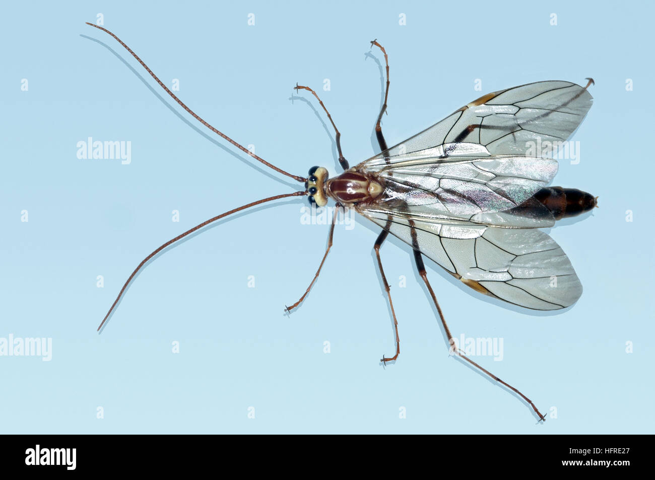 Wasp predator hi-res stock photography and images - Alamy