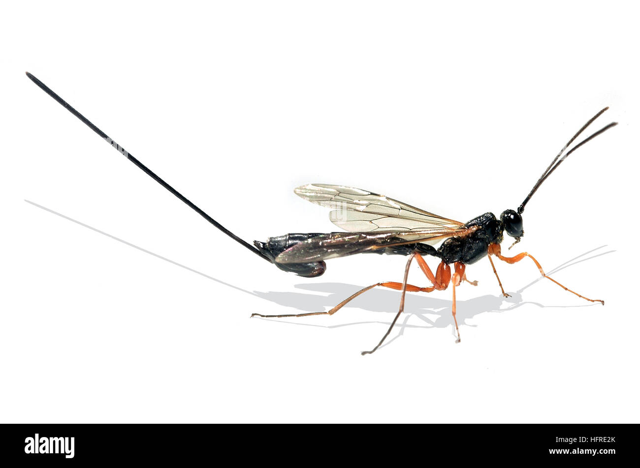 Wood Boring Wasp High Resolution Stock Photography and Images - Alamy