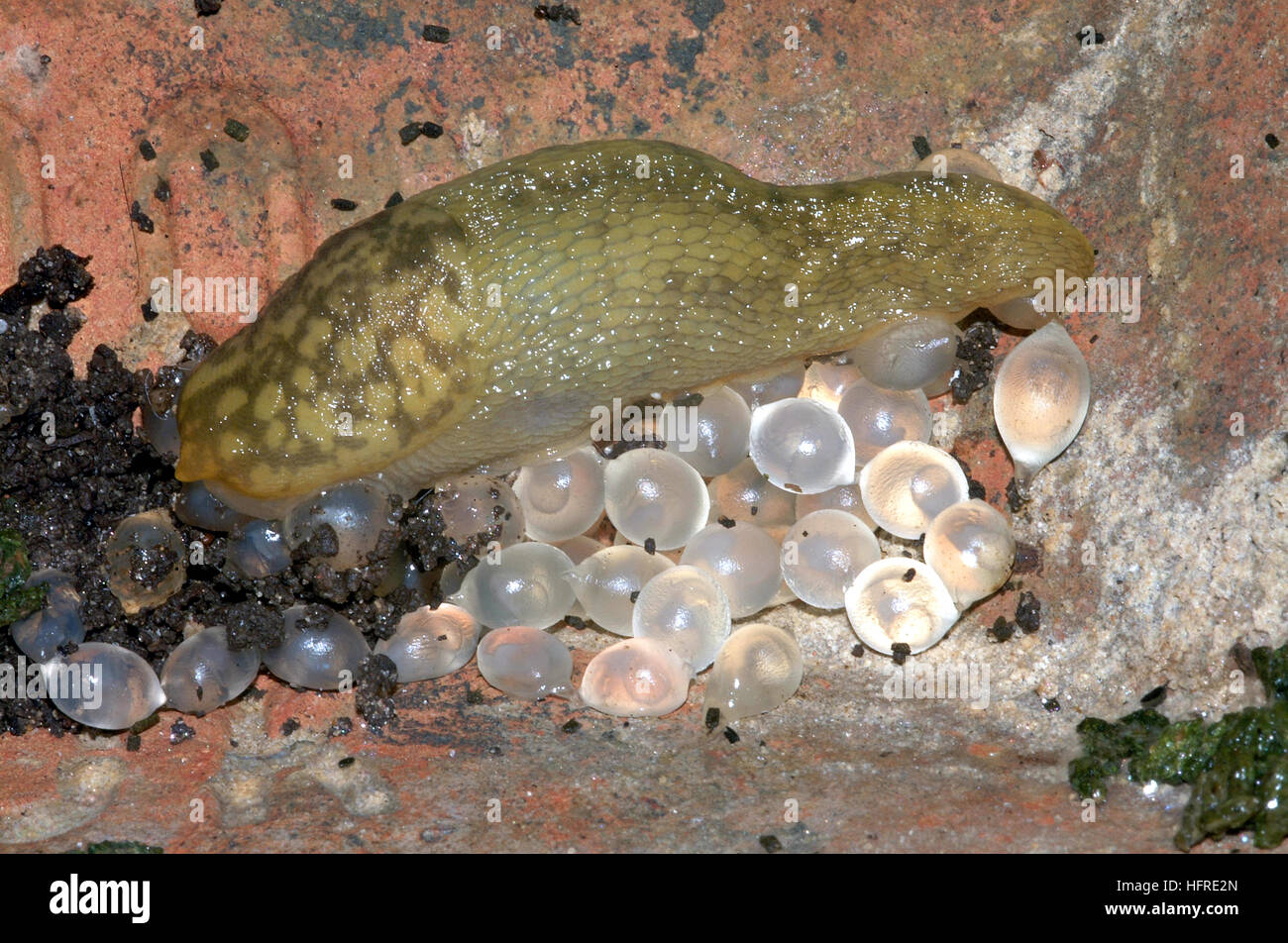 Yellow slug (Limacus Flavus) with eggs Stock Photo - Alamy