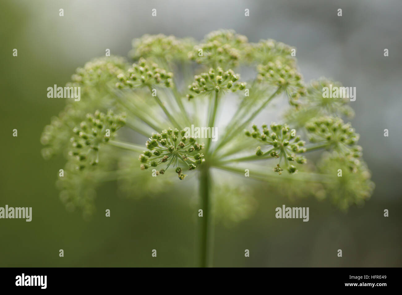 Angelica apiaceae hi-res stock photography and images - Alamy