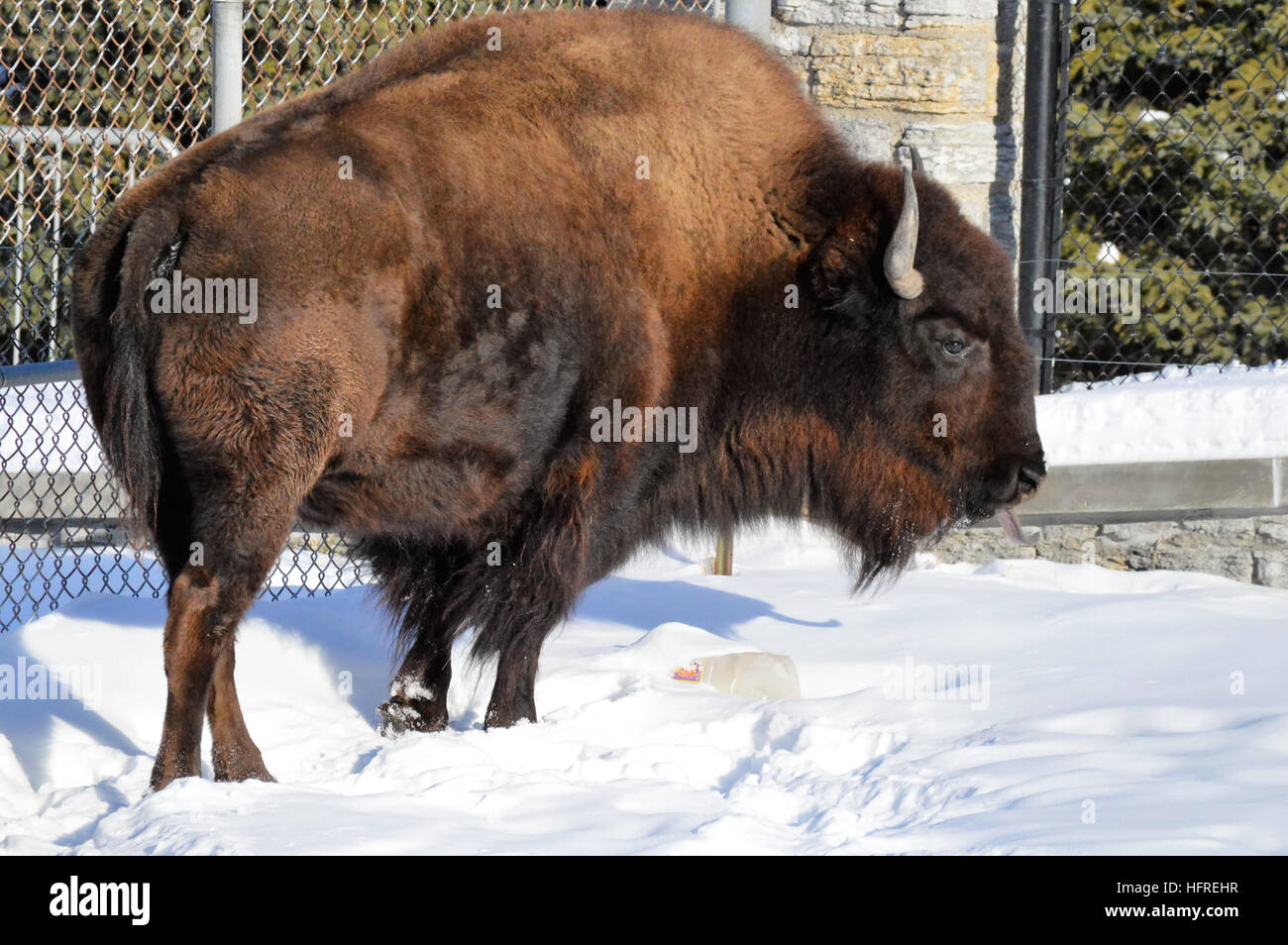 Bison face of snow hi-res stock photography and images - Alamy